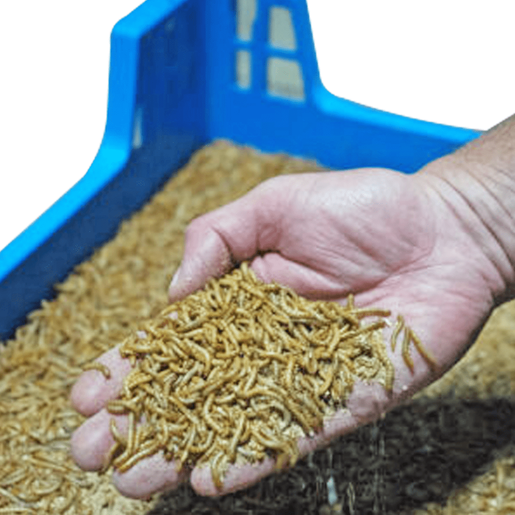 Mealworm breeding trays, Insect Rearing Trays for sale